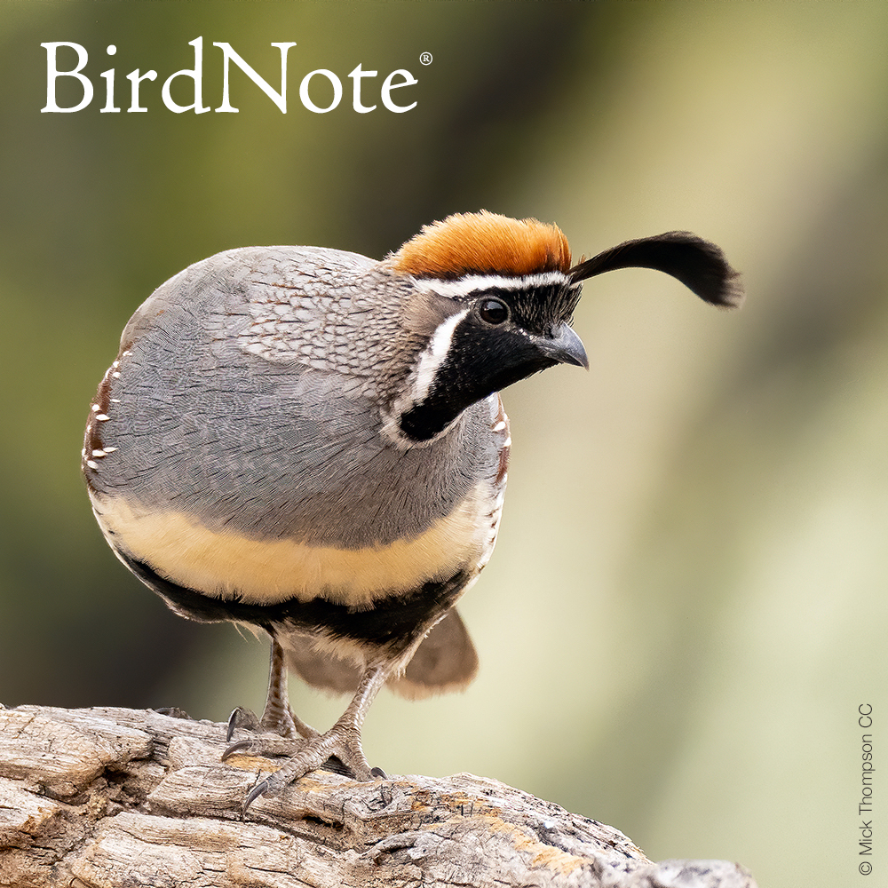 NEW “BirdNote” Collection Includes Audio Files and Transcripts
